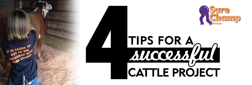 4 Tips for Starting a Successful Cattle Project - Sure Champ