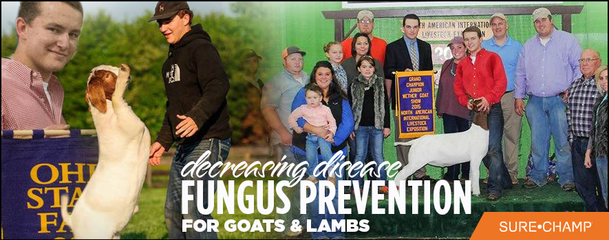 Decreasing Disease :: Fungus Prevention for Sheep and Goats - Sure Champ