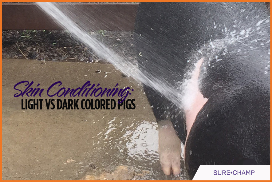 Show Pig Skin Care Light vs. Dark - Sure Champ