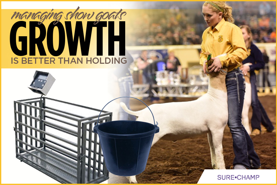 Managing Show Goats Growth is Better Than Holding - Sure Champ