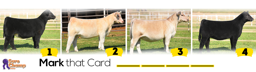 Mark that Card: Prospect Heifers - Sure Champ