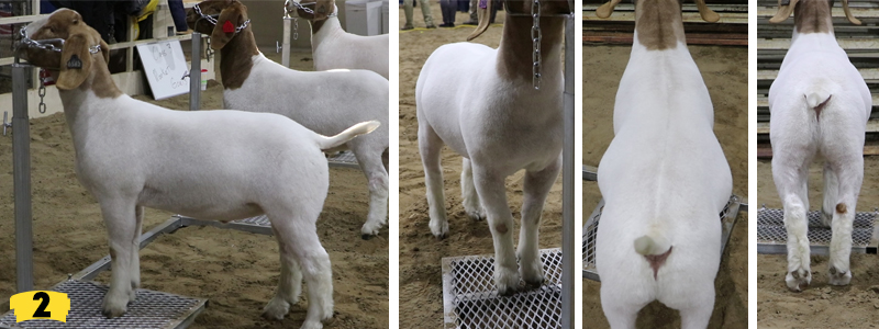 Mark That Card: Market Goats - Sure Champ