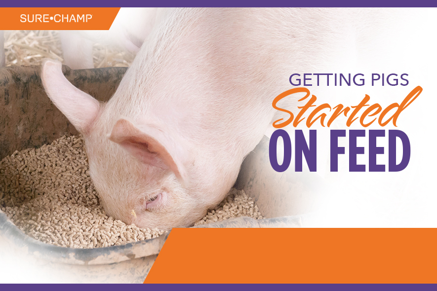 How to Get Pigs Started on Feed - Sure Champ