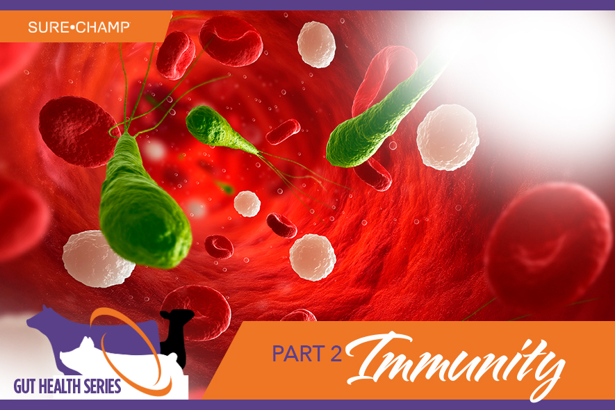 Gut Health Impacts Immunity - Sure Champ