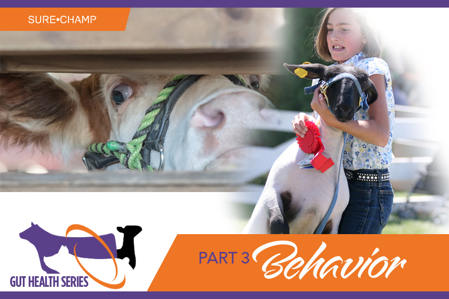 Gut Health Impacts Behavior - Sure Champ