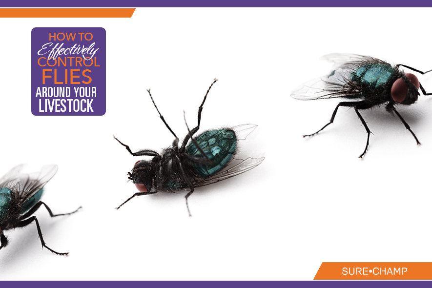 How to Effectively Control Flies Around Your Livestock - Sure Champ