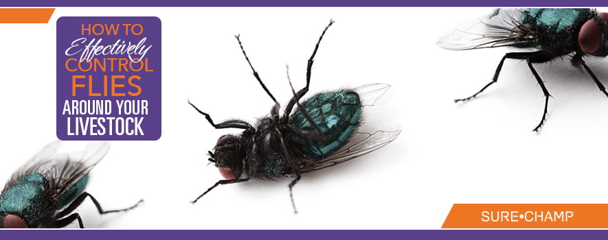 How to Effectively Control Flies Around Your Livestock - Sure Champ