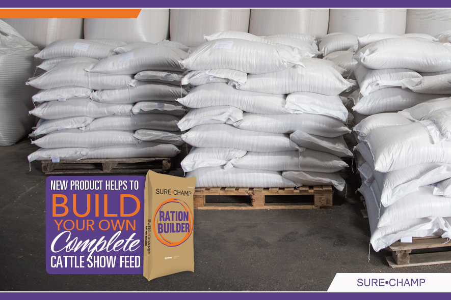 New Product Helps to Build Your Own Complete Cattle Show Feed - Sure Champ
