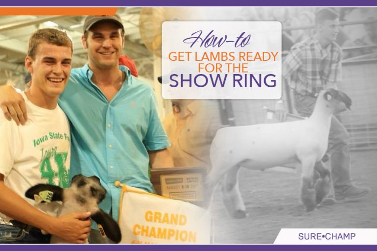 Getting Started with Show Lambs - Sure Champ