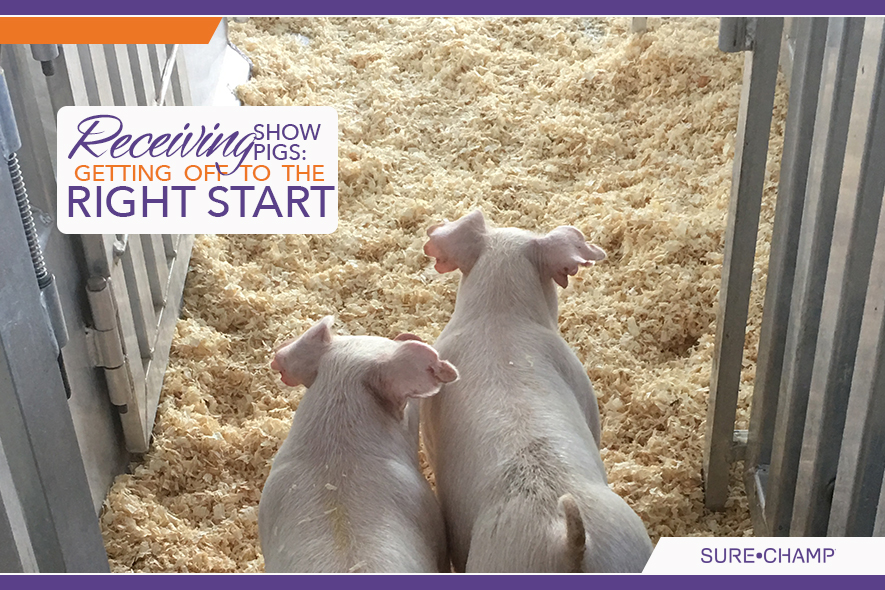 Receiving Show Pigs: Getting Off to the Right Start - Sure Champ