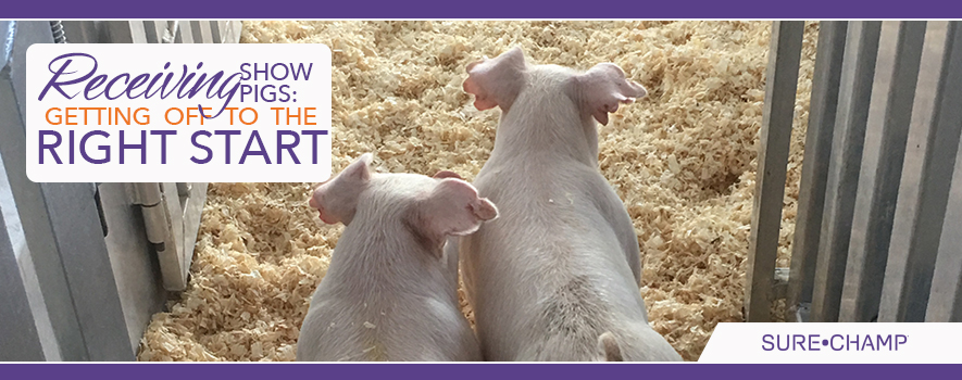 Receiving Show Pigs: Getting Off to the Right Start - Sure Champ