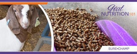 Goat Nutrition 101 - Sure Champ