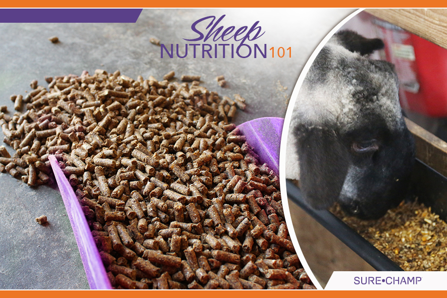 Sheep Nutrition 101 - Sure Champ