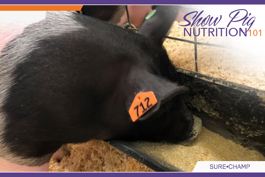Show Pig Nutrition 101 - Sure Champ
