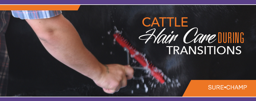 Cattle Hair Care During Transitions - Sure Champ