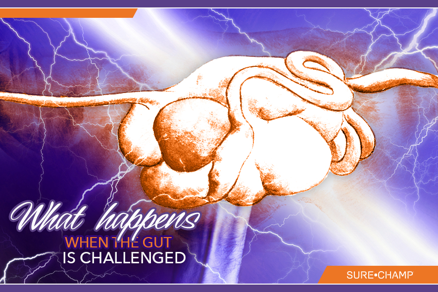 What Happens When the Gut is Challenged - Sure Champ
