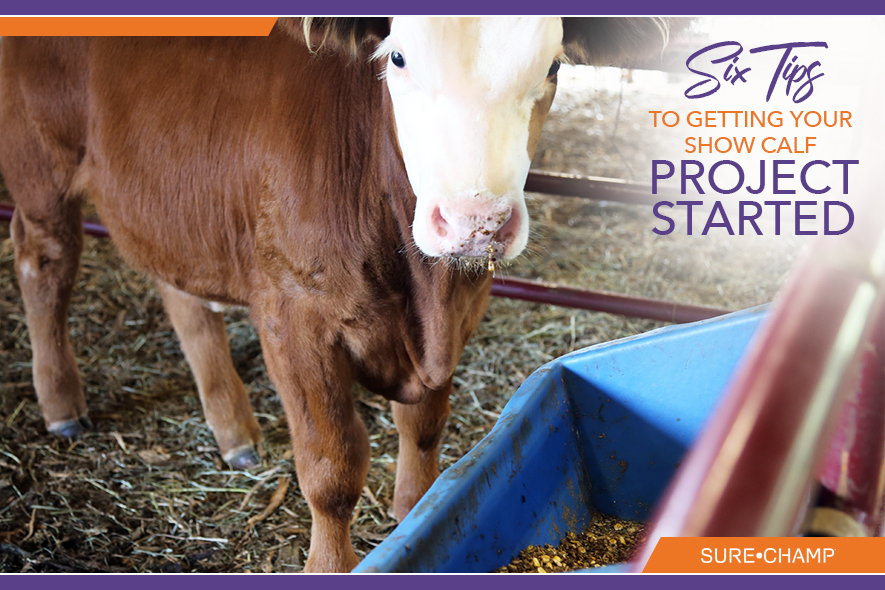 Six Tips to Getting your Show Calf Project Started - Sure Champ