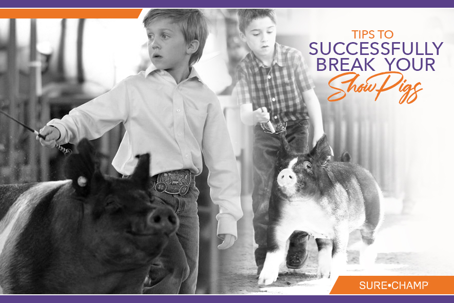 Tips to Successfully Break your Show Pigs - Sure Champ