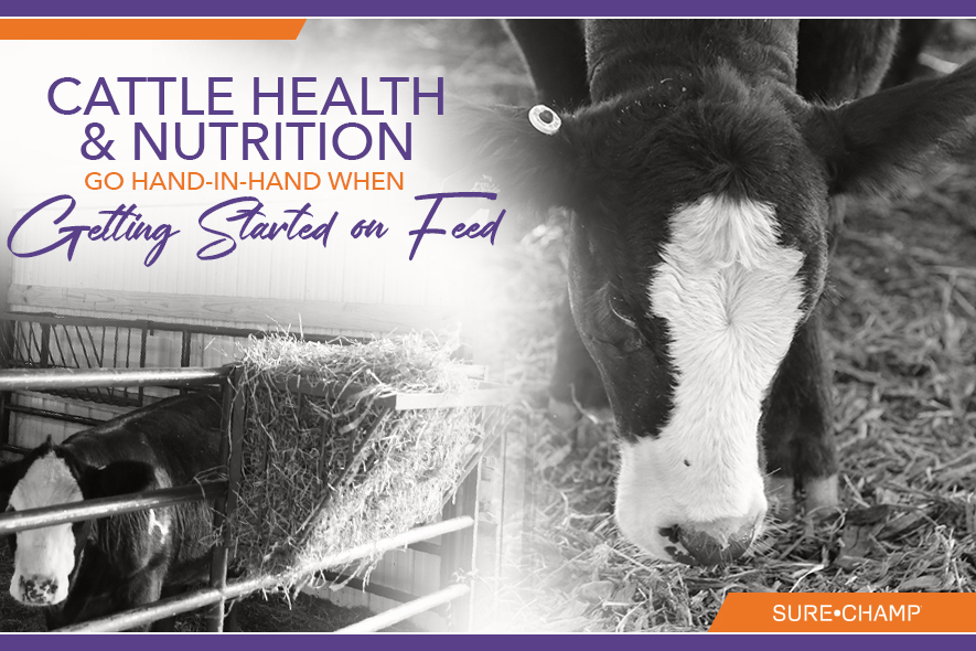 Getting Started with Show Cattle - Sure Champ