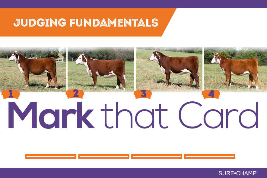 Mark That Card: Hereford Heifers - Sure Champ