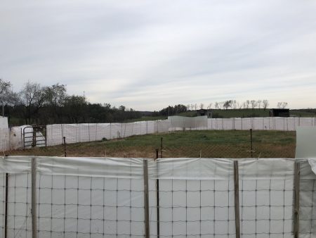 How to Efficiently Exercise your Show Lambs and Goats - Sure Champ