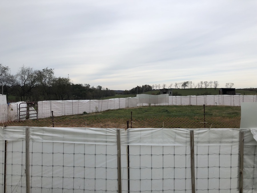 How to Efficiently Exercise your Show Lambs and Goats - Sure Champ