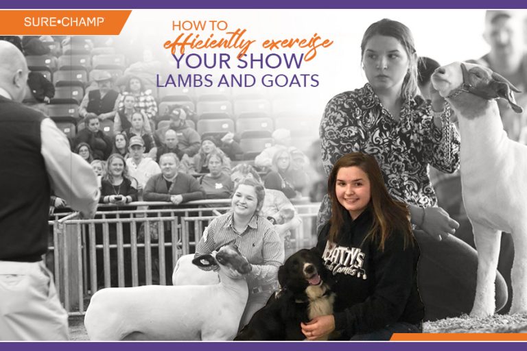 Getting Started with Show Lambs - Sure Champ