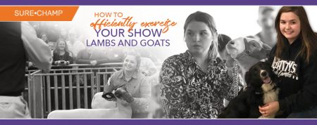 How to Efficiently Exercise your Show Lambs and Goats - Sure Champ
