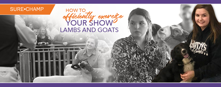 How to Efficiently Exercise your Show Lambs and Goats - Sure Champ