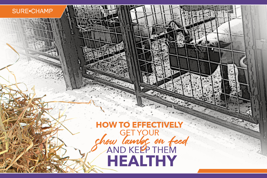 How to Effectively get your Show Lambs on Feed and Keep them Healthy ...