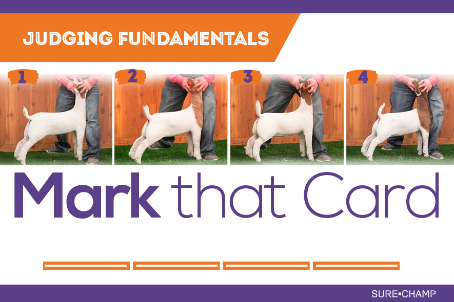 Mark that Card: Breeding Does - Sure Champ