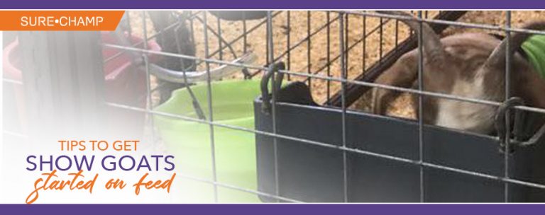 Tips to Get Show Goats Started on Feed - Sure Champ