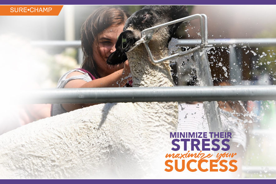 Getting Started with Show Goats - Sure Champ