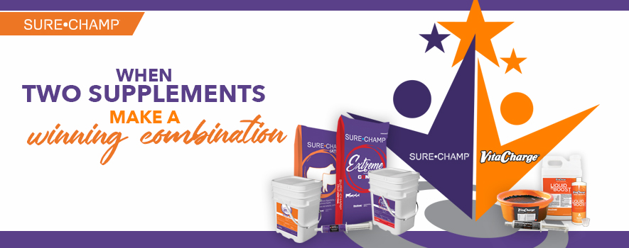When Two Supplements Make a Winning Combination - Sure Champ