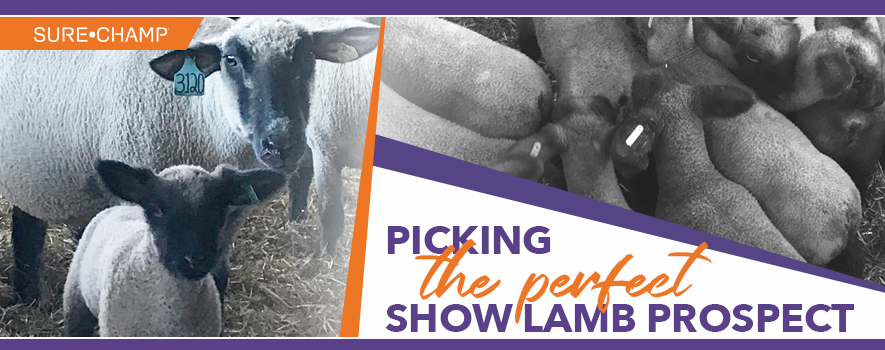Picking the Perfect Show Lamb Prospect - Sure Champ