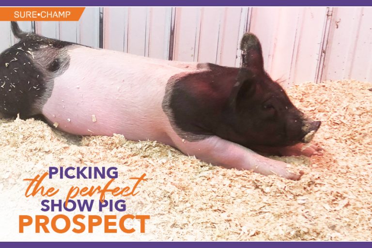 Getting Started with Show Pigs - Sure Champ