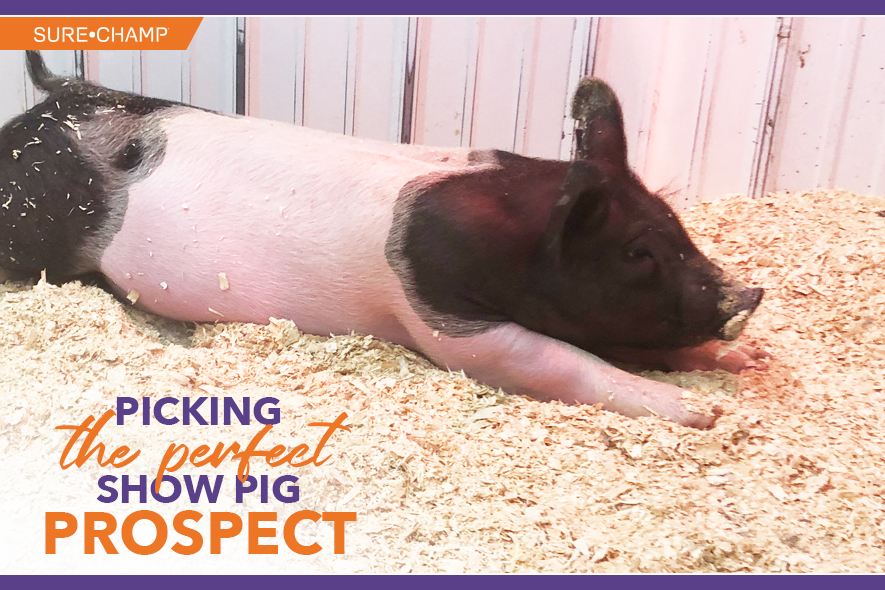 Getting Started with Show Pigs - Sure Champ