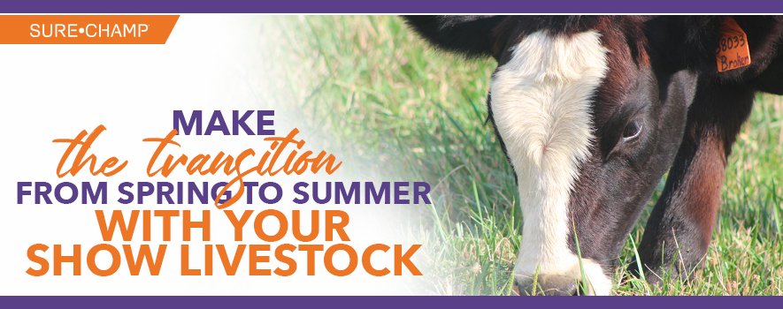 Making the Transition from Spring to Summer with your Show Livestock ...