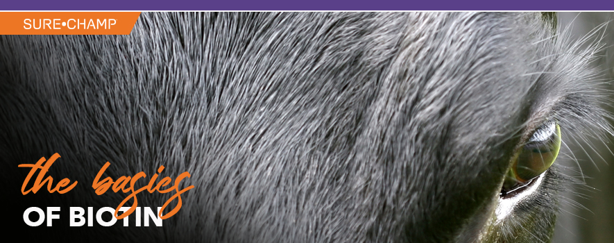 The Basics of Biotin - Sure Champ