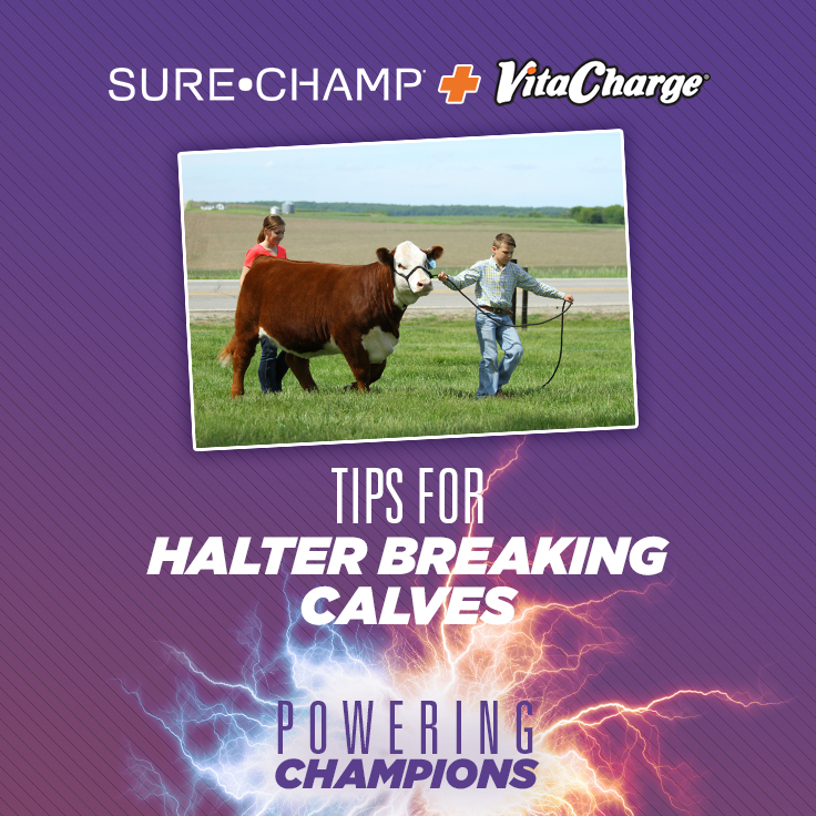 Our Six Tips to Successfully Halter Breaking Calves - Sure Champ