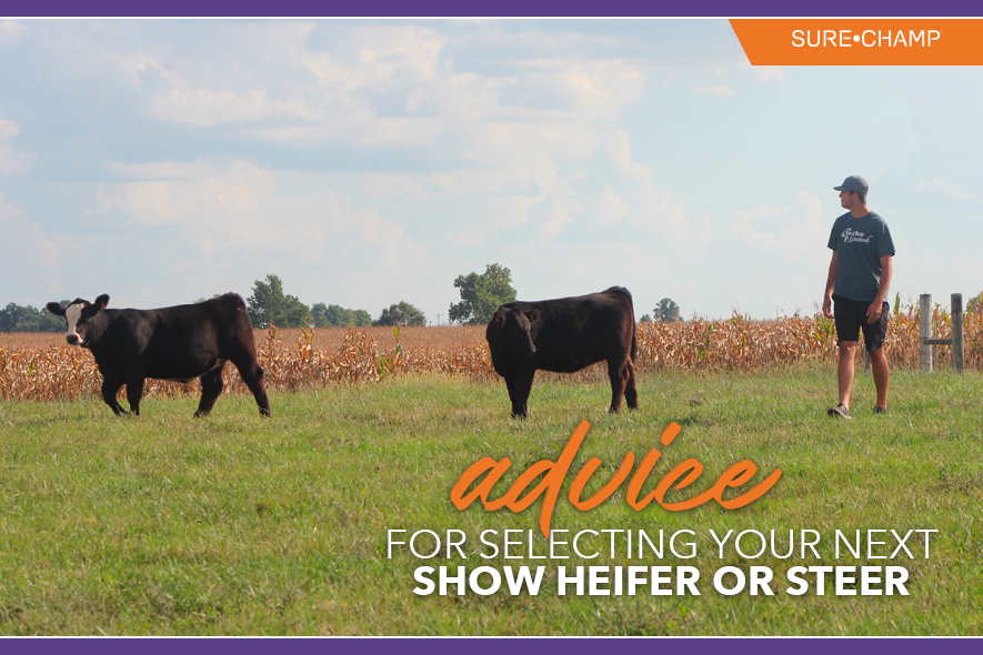 Getting Started with Show Cattle - Sure Champ