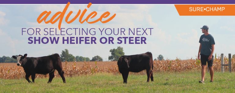 Advice For Selecting Your Next Show Heifer Or Steer Sure Champ