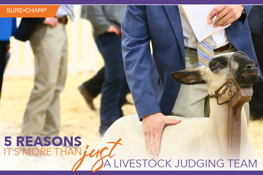 5 Reasons it’s More than JUST a Livestock Judging Team - Sure Champ