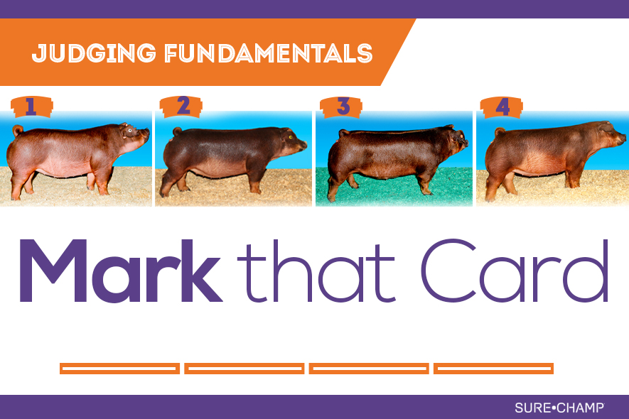 Mark That Card: Duroc Gilts - Sure Champ