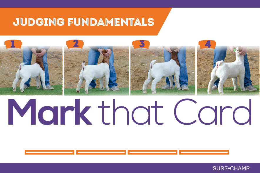 Mark That Card: Market Goats - Sure Champ