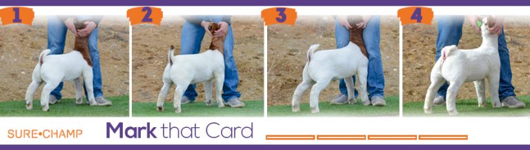 Mark That Card: Market Goats - Sure Champ