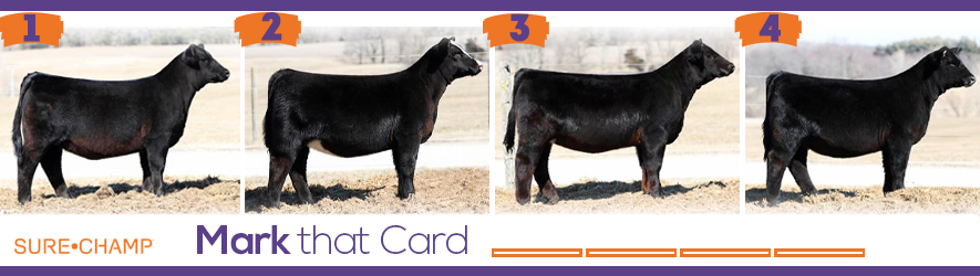 Mark That Card: Simmental Heifers - Sure Champ