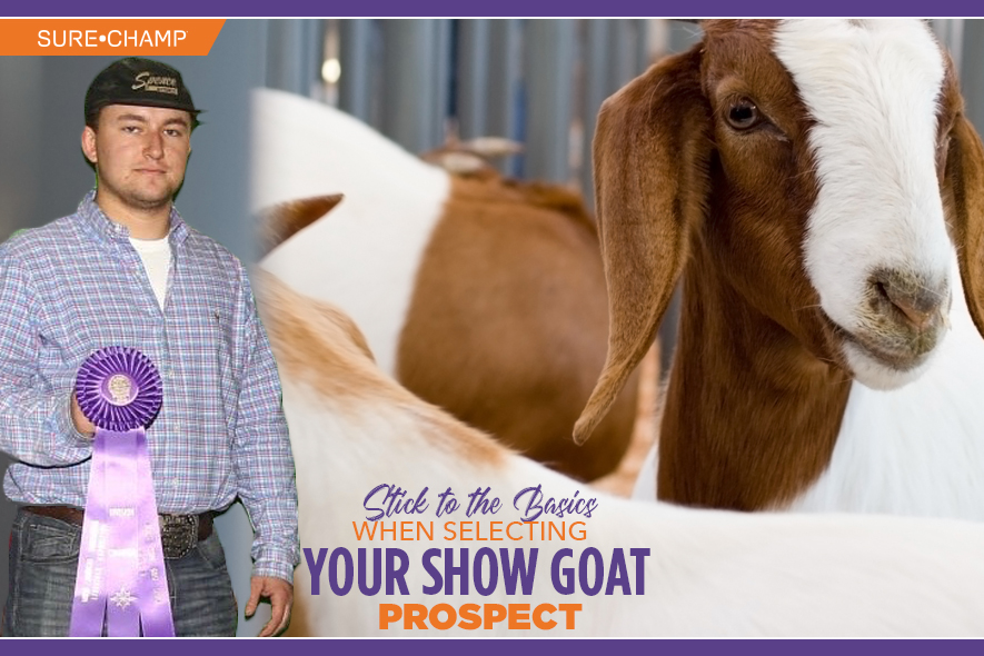 Stick to the Basics When Selecting your Show Goat Prospect - Sure Champ