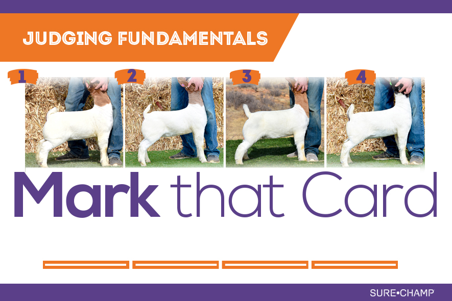 Mark That Card - Breeding Does - Sure Champ