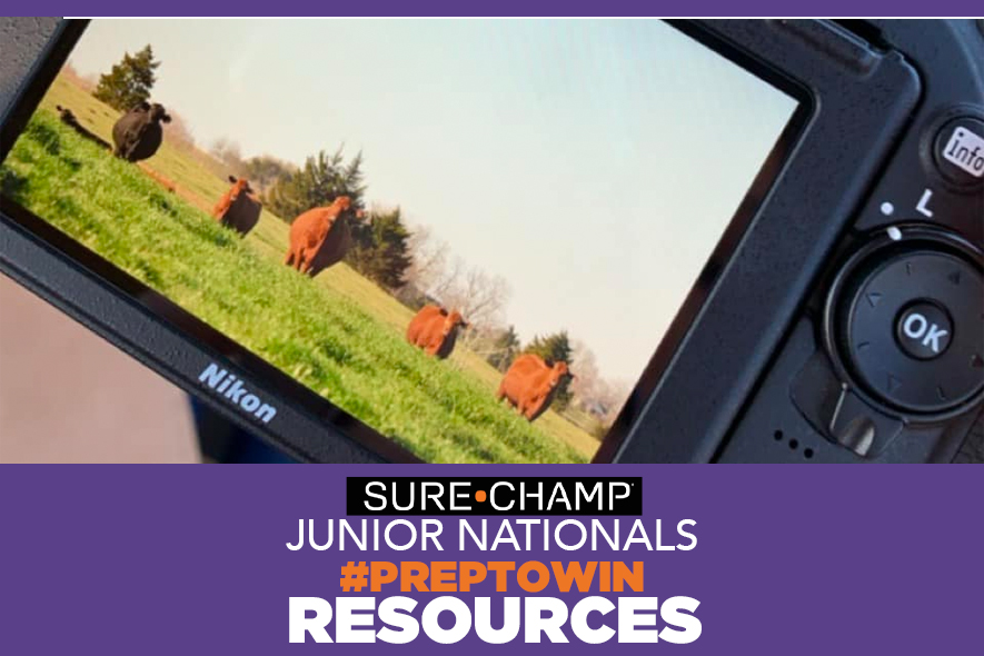 5 Tips for Picture Perfect Photo Contest Entry - Sure Champ